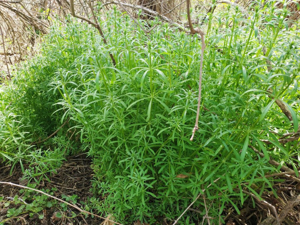 Lipicioasa - Galium Aparine - Anima Plant - 11,00 lei